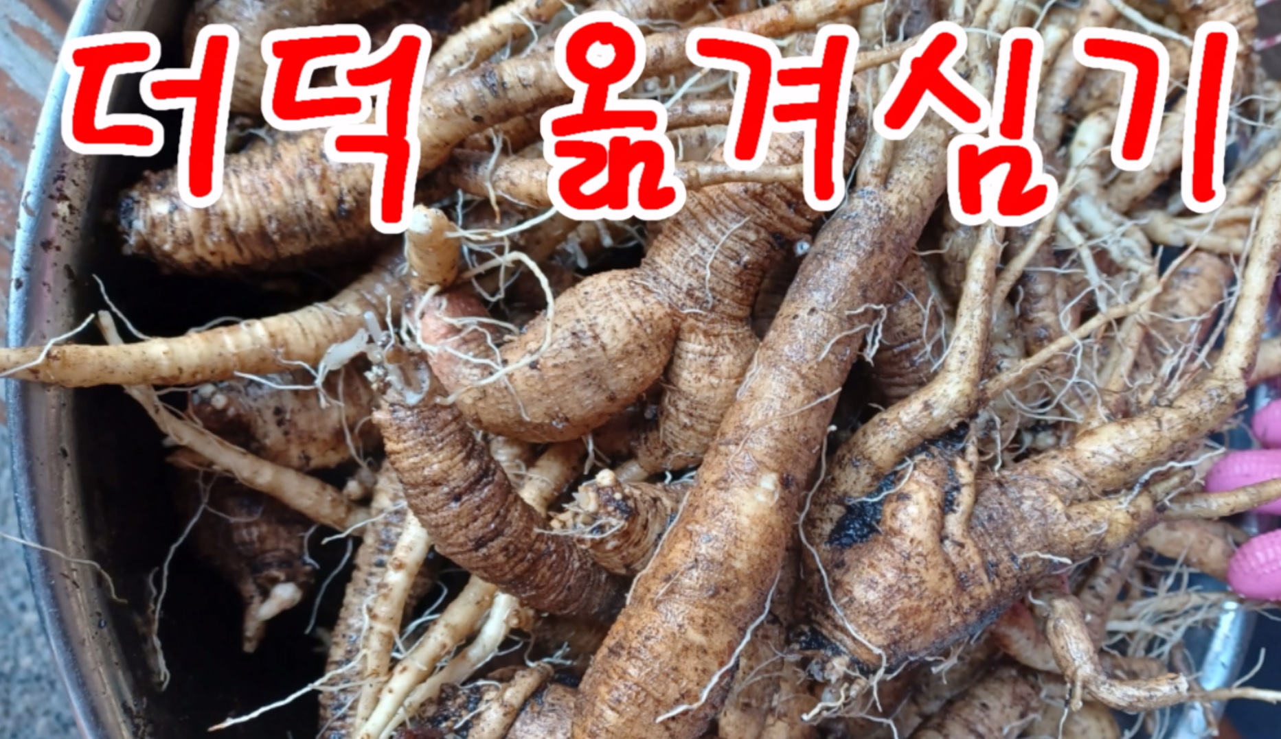 더덕 옮겨심기 - WowSeattle