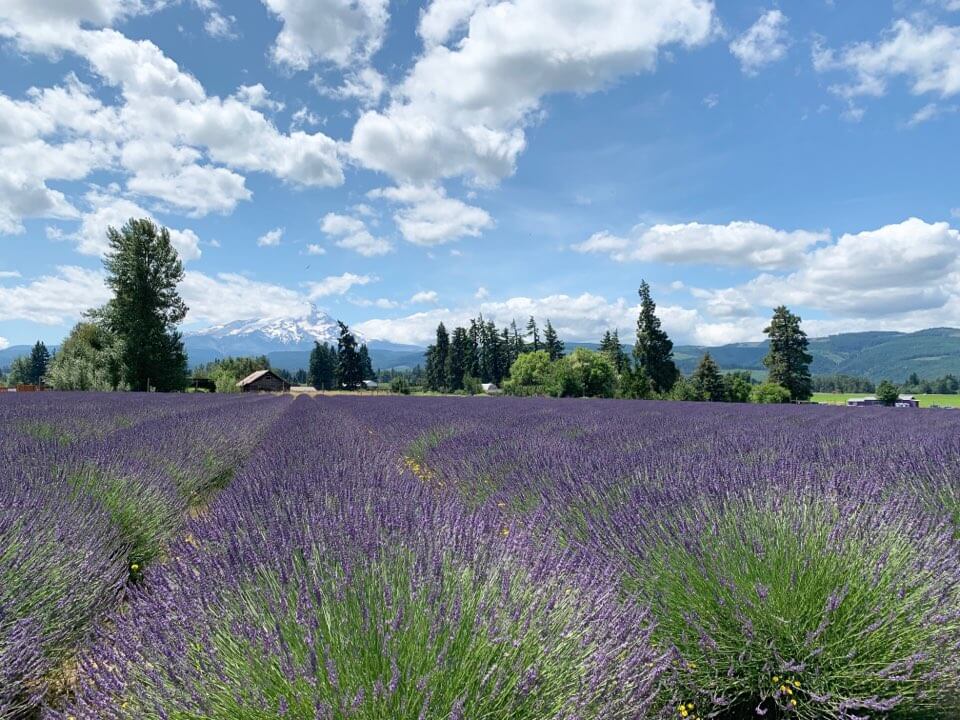 오레곤 여행- Lavender Valley 라벤더 팜 - WowSeattle